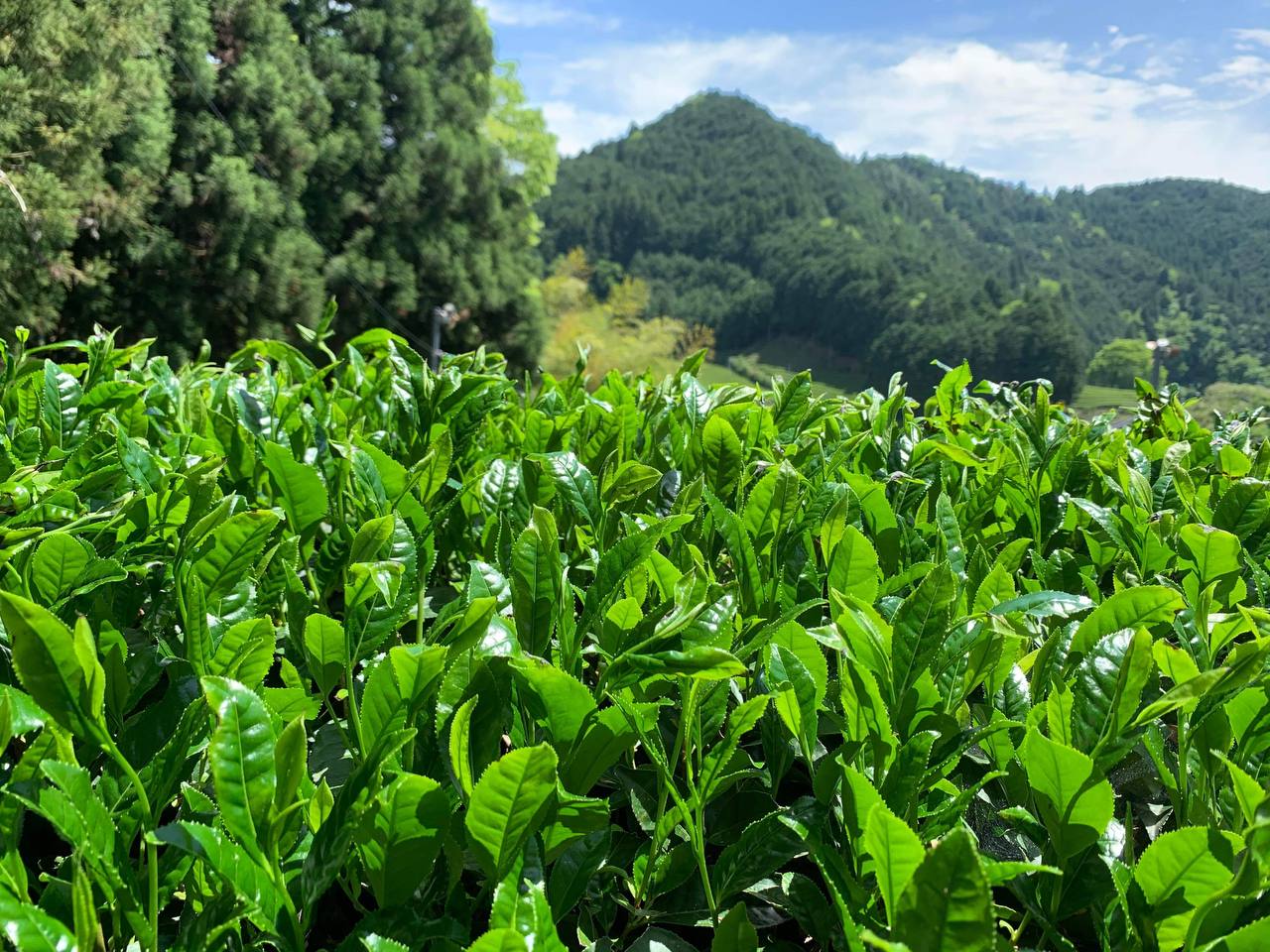 Collections – d:matcha Kyoto